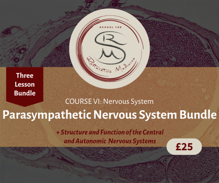 Parasympathetic Nervous System Bundle